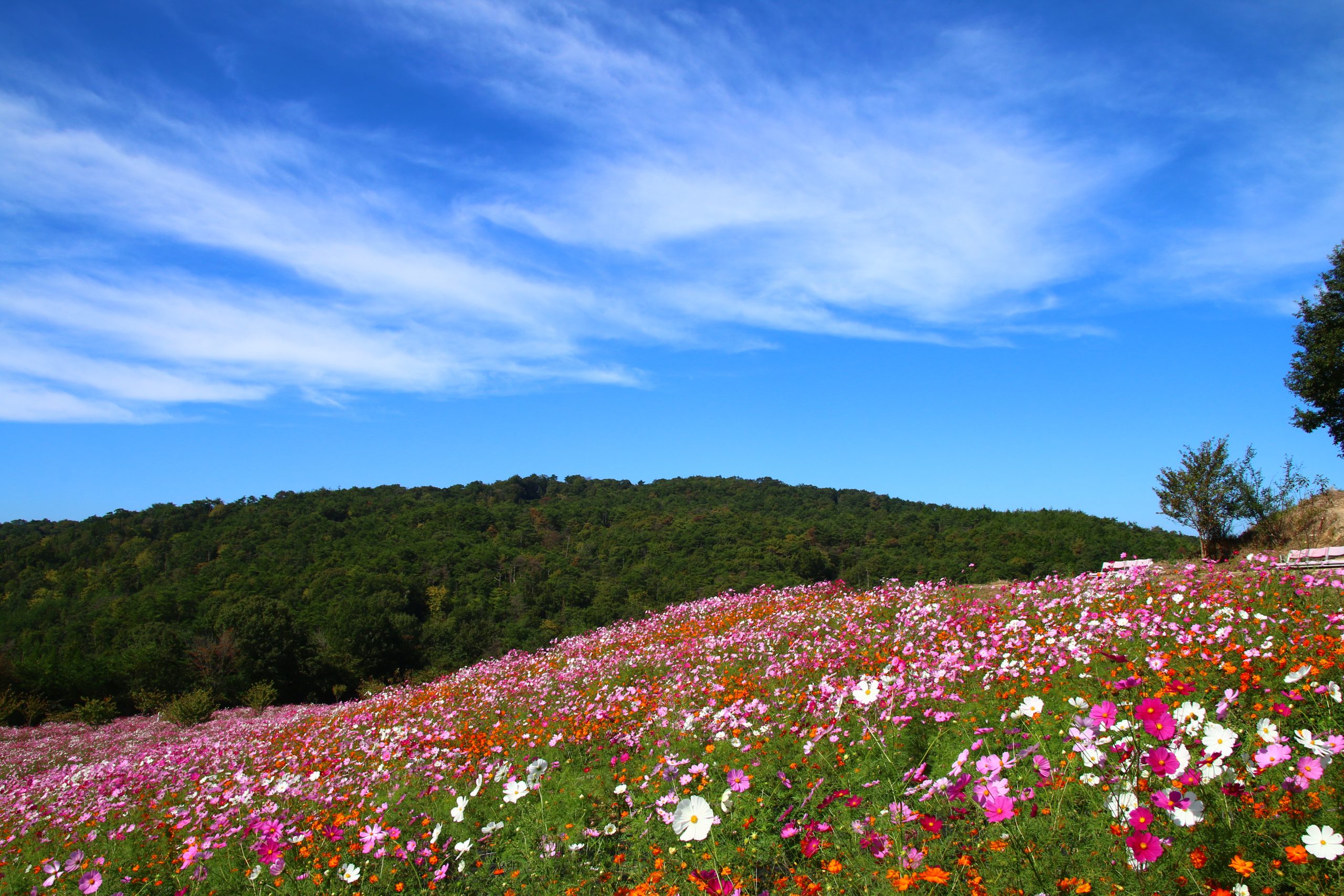 Autumn Flower Festival | The Official Guide to Hiroshima - Travel and ...