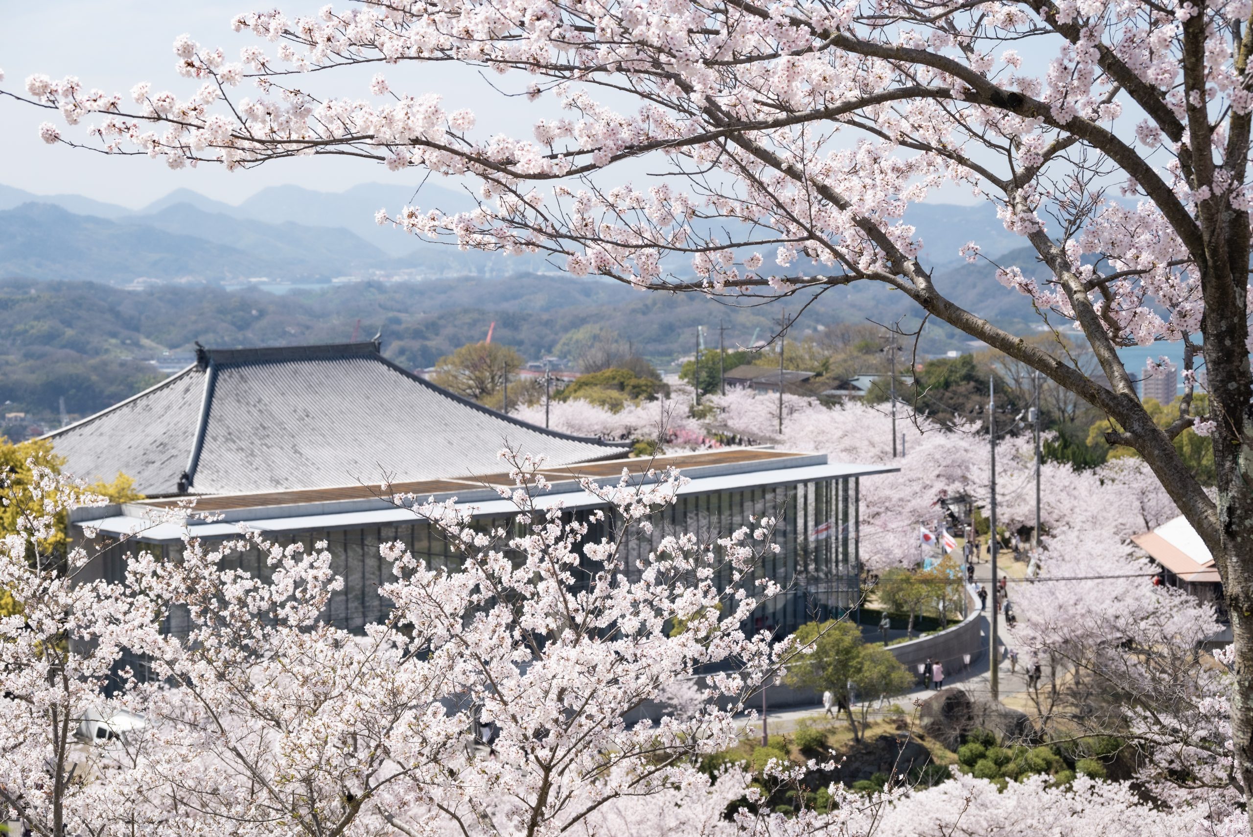 Cherry blossom viewing at Senkoji Park | The Official Guide to ...